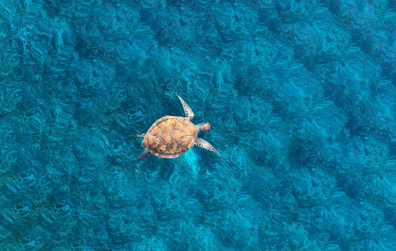 Discover Turtle Bay at Cape Grecko - Konnos - KapparisWaterfun
